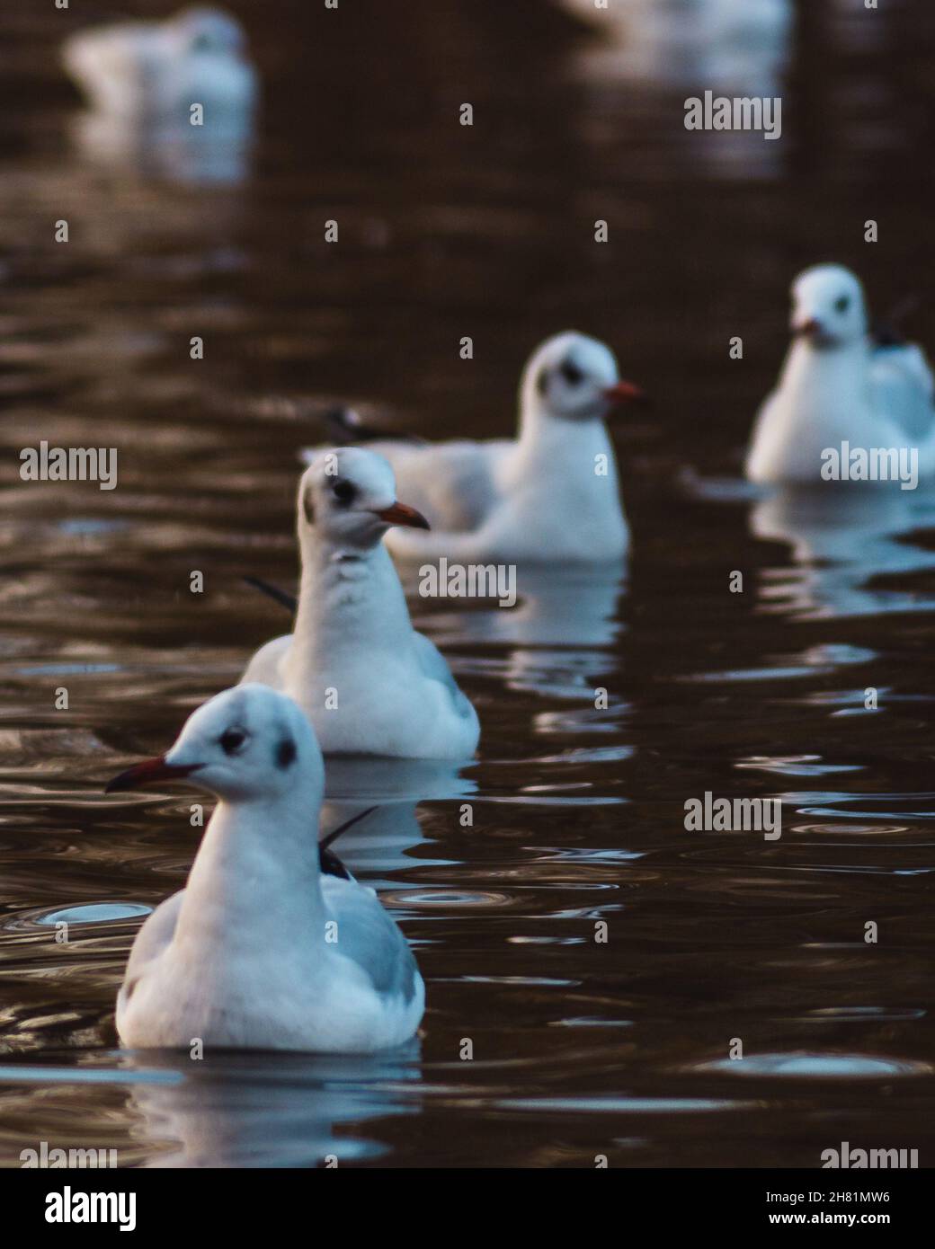 Vertical shot of small gulls swimming in the pond Stock Photo - Alamy