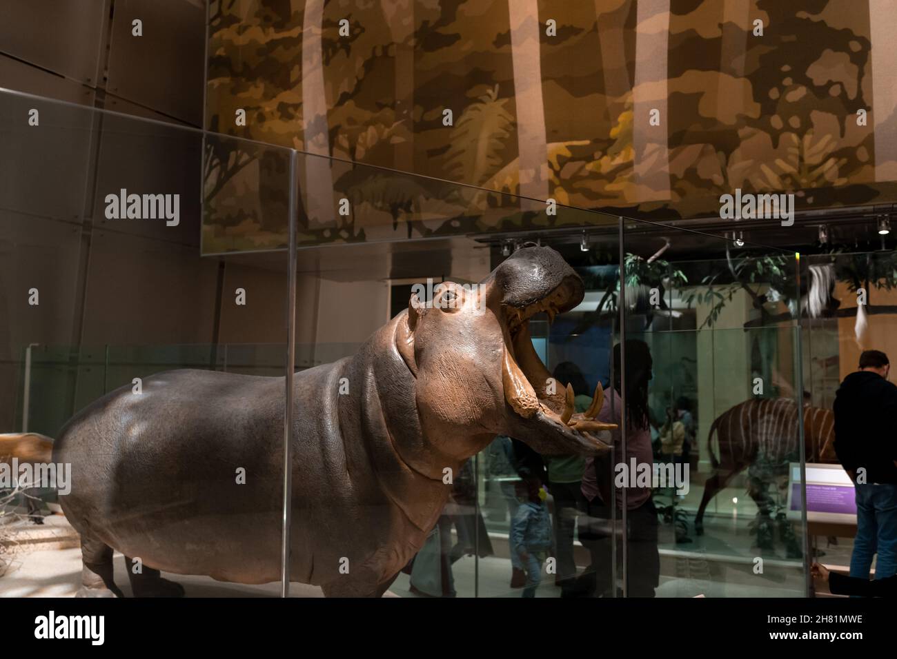 Hippo replica mount in Smithsonian Stock Photo - Alamy