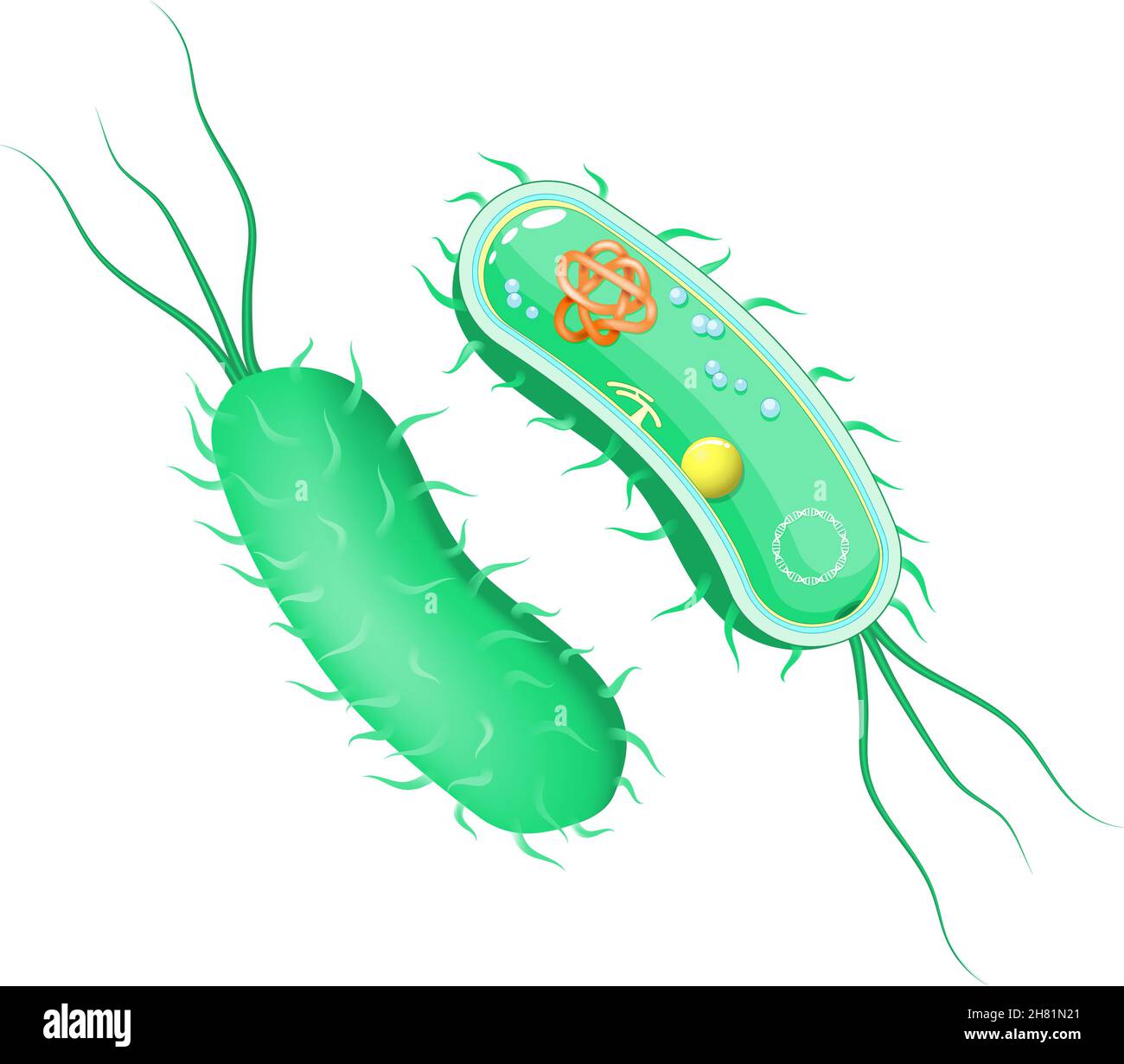 Prokaryotic Cell Structure Diagram Vector Illustration Cross Section Images Prokaryotic Cell Structure Diagram Vector Illustration Cross Section Images