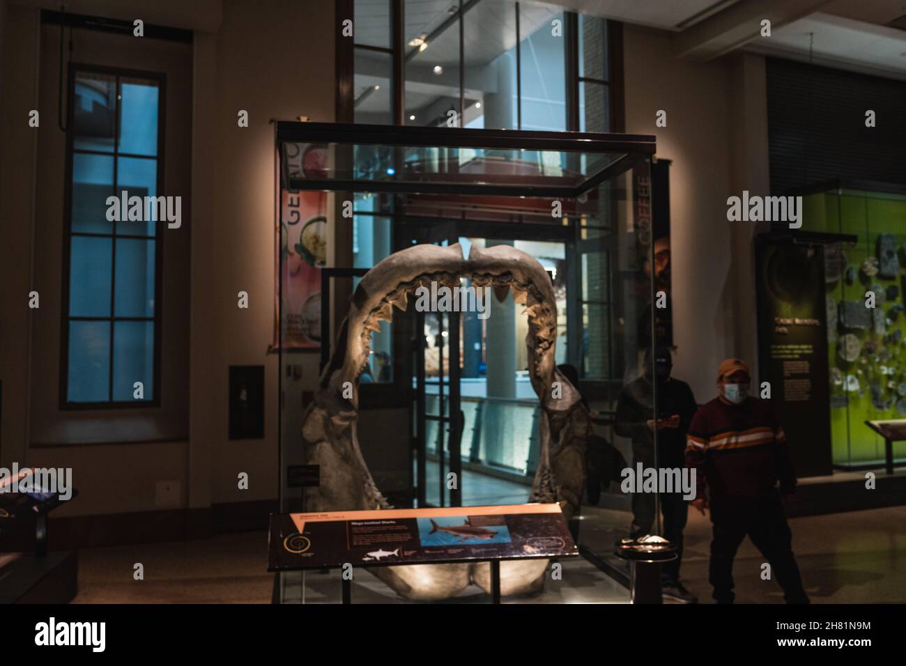 Megalodon Shark Jaw replica mount in Smithsonian Stock Photo - Alamy