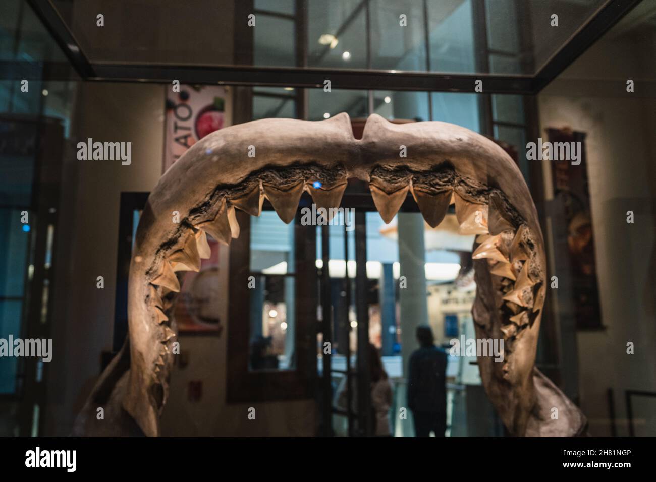 Megalodon Shark Jaw replica mount in Smithsonian Stock Photo - Alamy