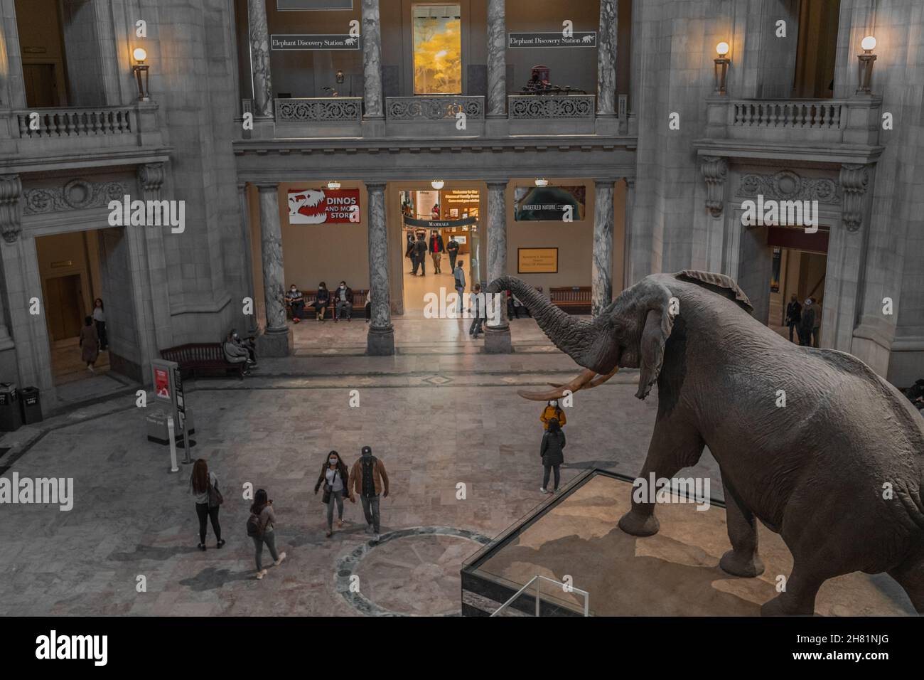 Elephant replica mount in Smithsonian Stock Photo - Alamy