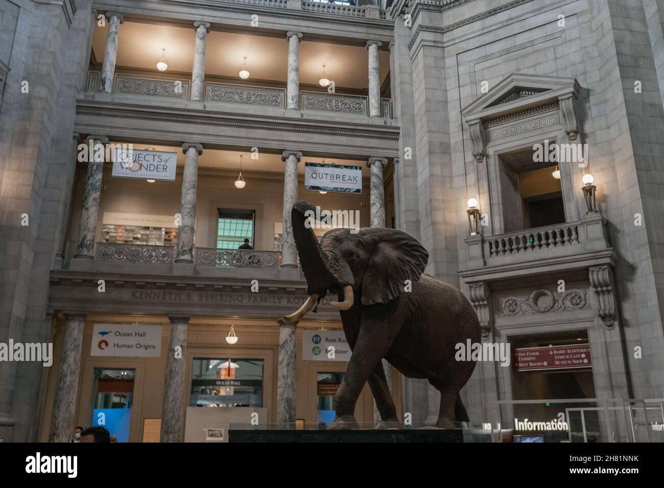 Elephant replica mount in Smithsonian Stock Photo - Alamy