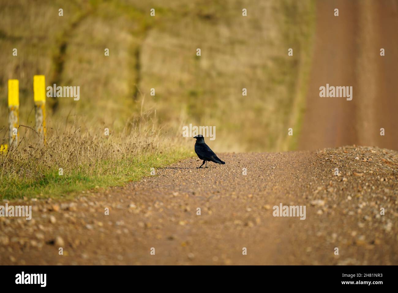 a crow (corvus) feeds along a gravel and stone track in Wiltshire, UK ...