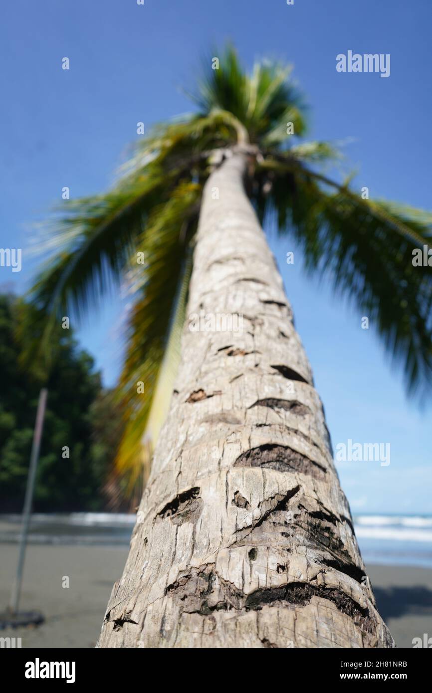 Palm Trees of Manuel Antonio National Park in Costa Rica Stock Photo ...