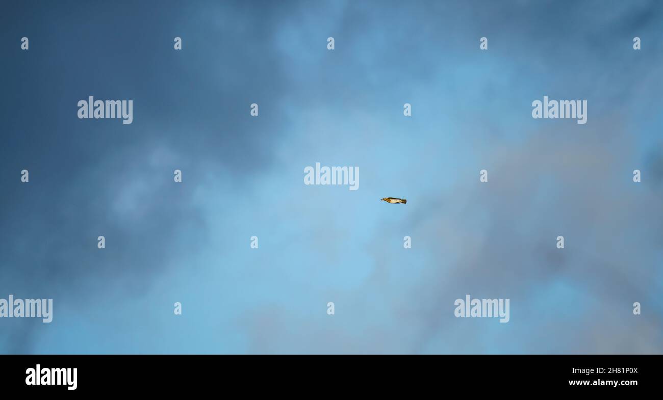 Redwing uk bird flying hi-res stock photography and images - Alamy