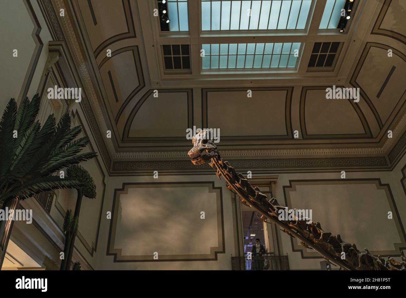 Long Neck Dinosaur Fossil Exhibit in Smithsonian Stock Photo - Alamy
