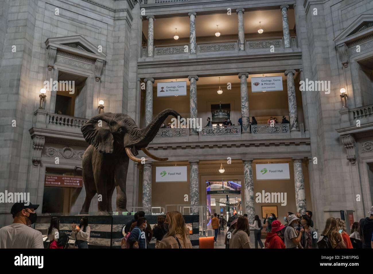 Elephant replica mount in Smithsonian Stock Photo - Alamy