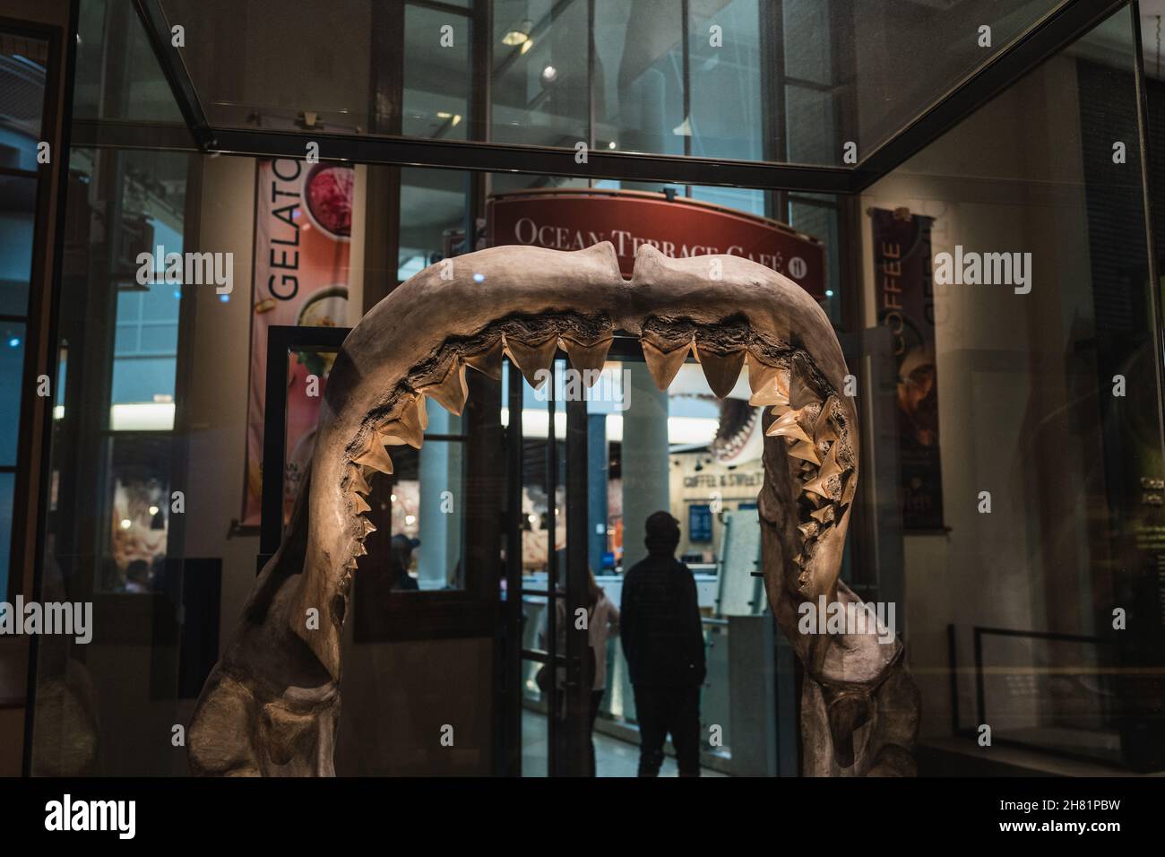 Megalodon Shark Jaw replica mount in Smithsonian Stock Photo - Alamy