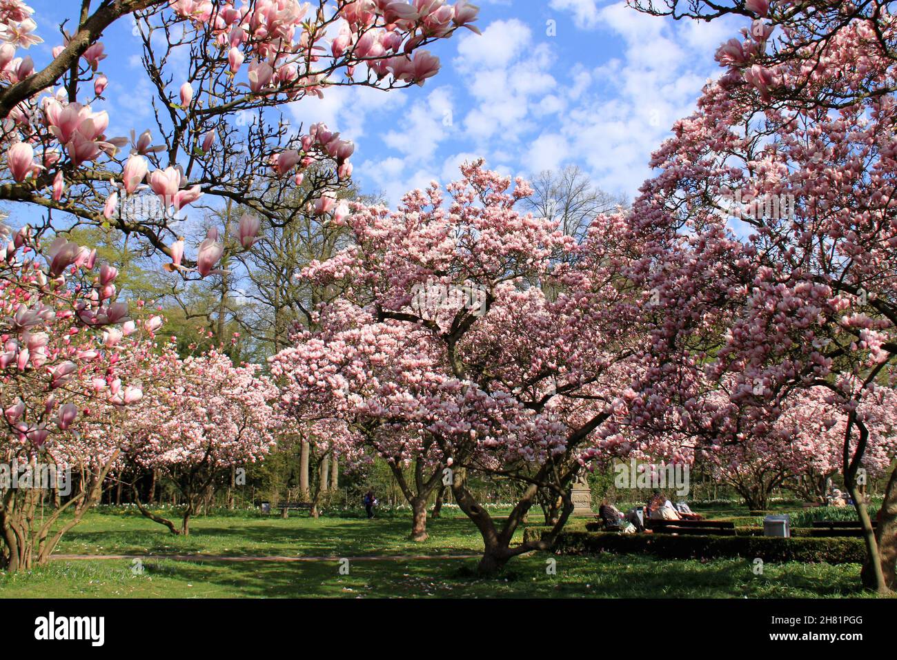 beautiful flowering magnolia trees in a park Stock Photo - Alamy