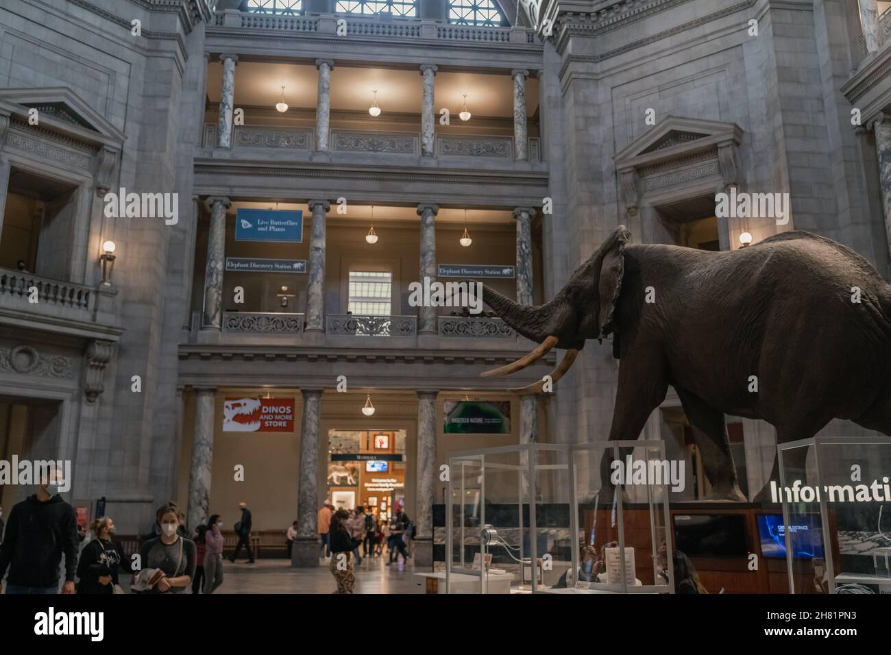 Elephant replica mount in Smithsonian Stock Photo - Alamy