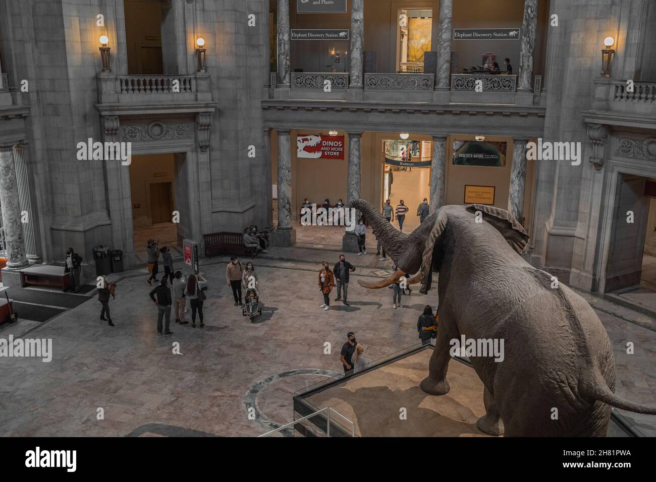 Elephant replica mount in Smithsonian Stock Photo - Alamy