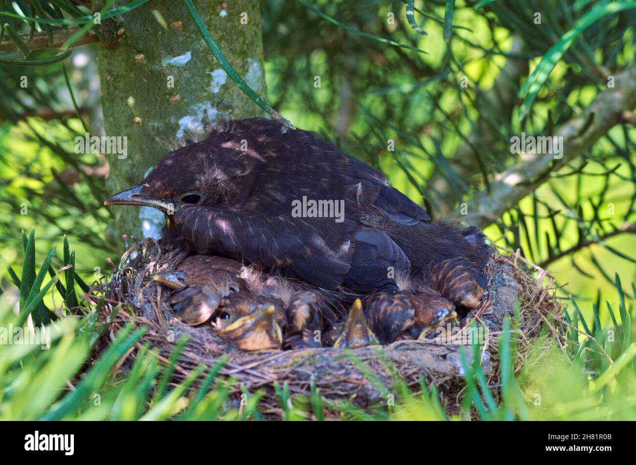 The Blackbird (urdus merula) at a nest with hungry baby birds Stock ...