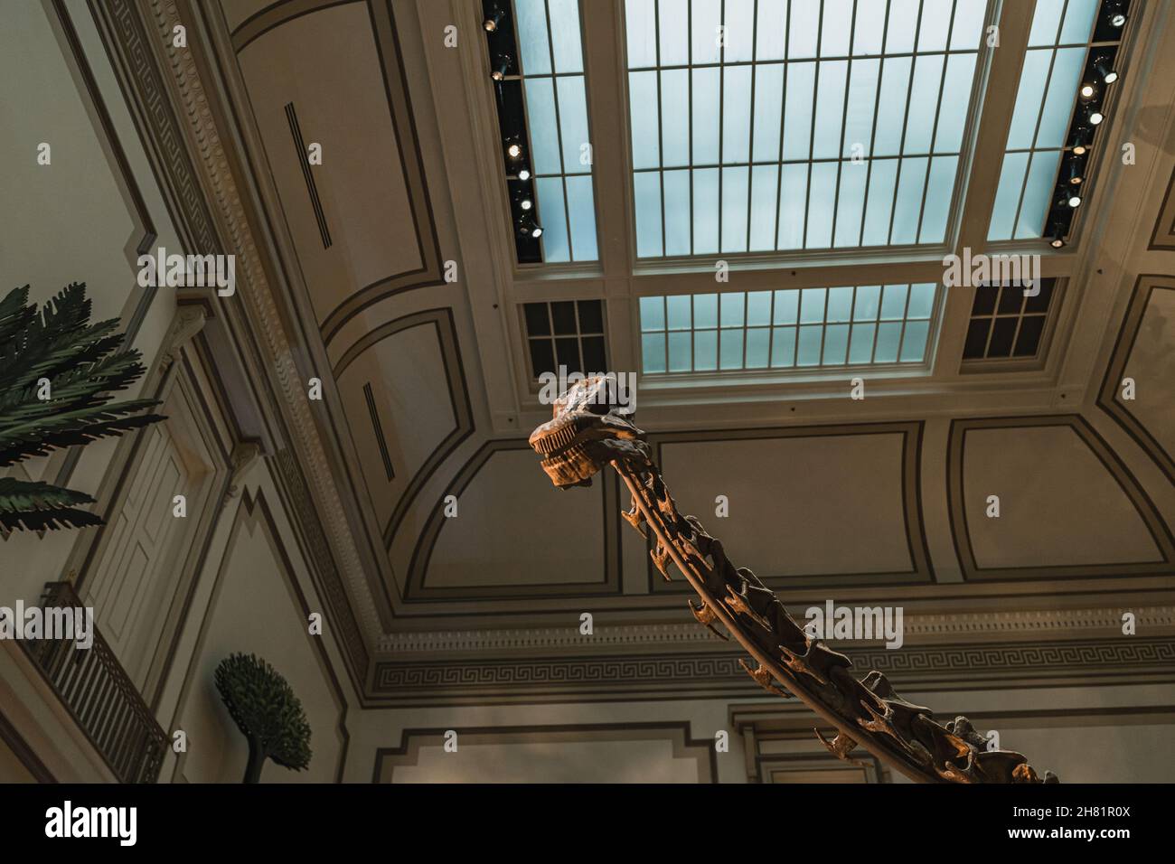 Long Neck Dinosaur Fossil Exhibit in Smithsonian Stock Photo - Alamy