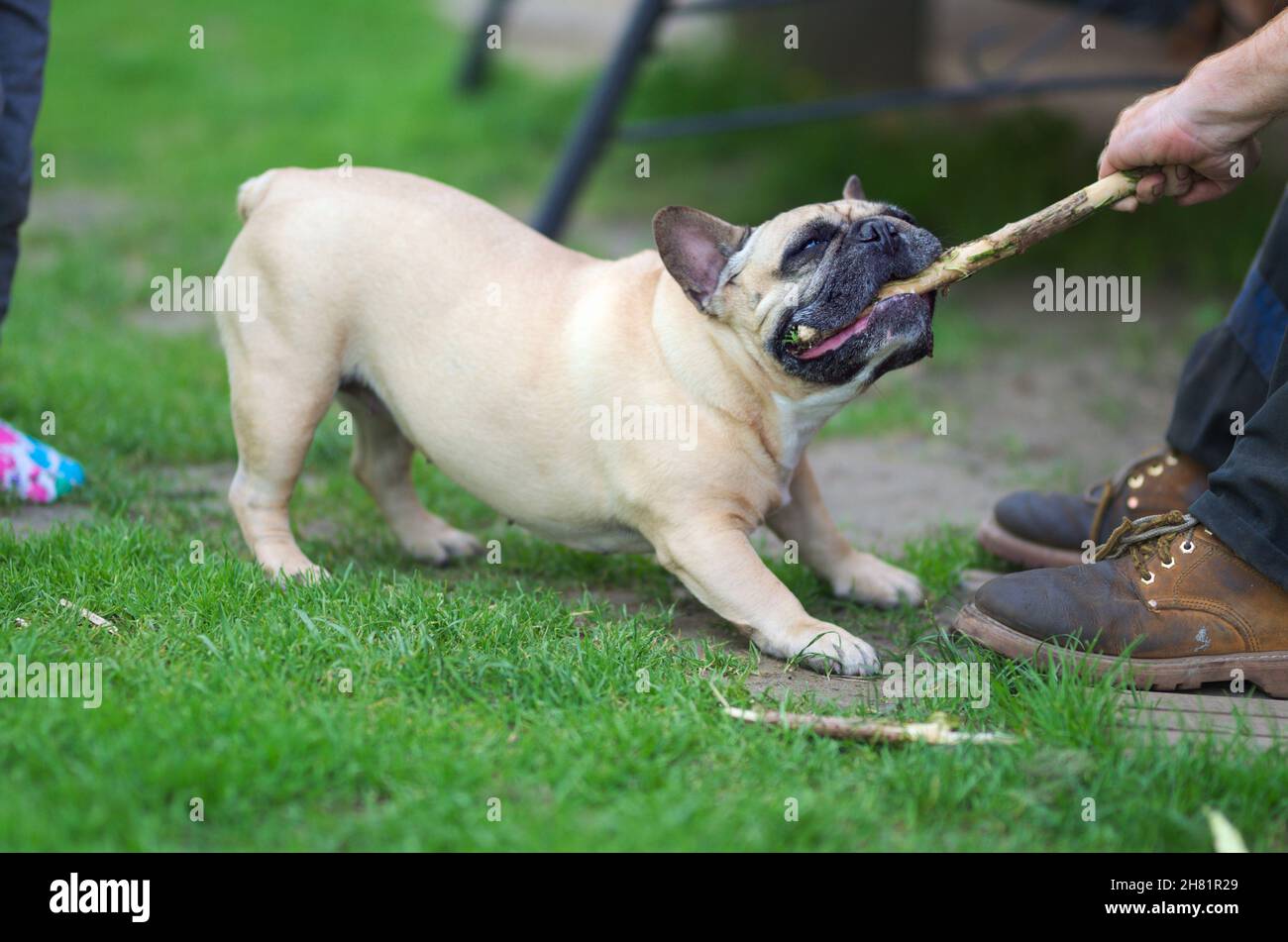 Are Female Bulldogs More Aggressive