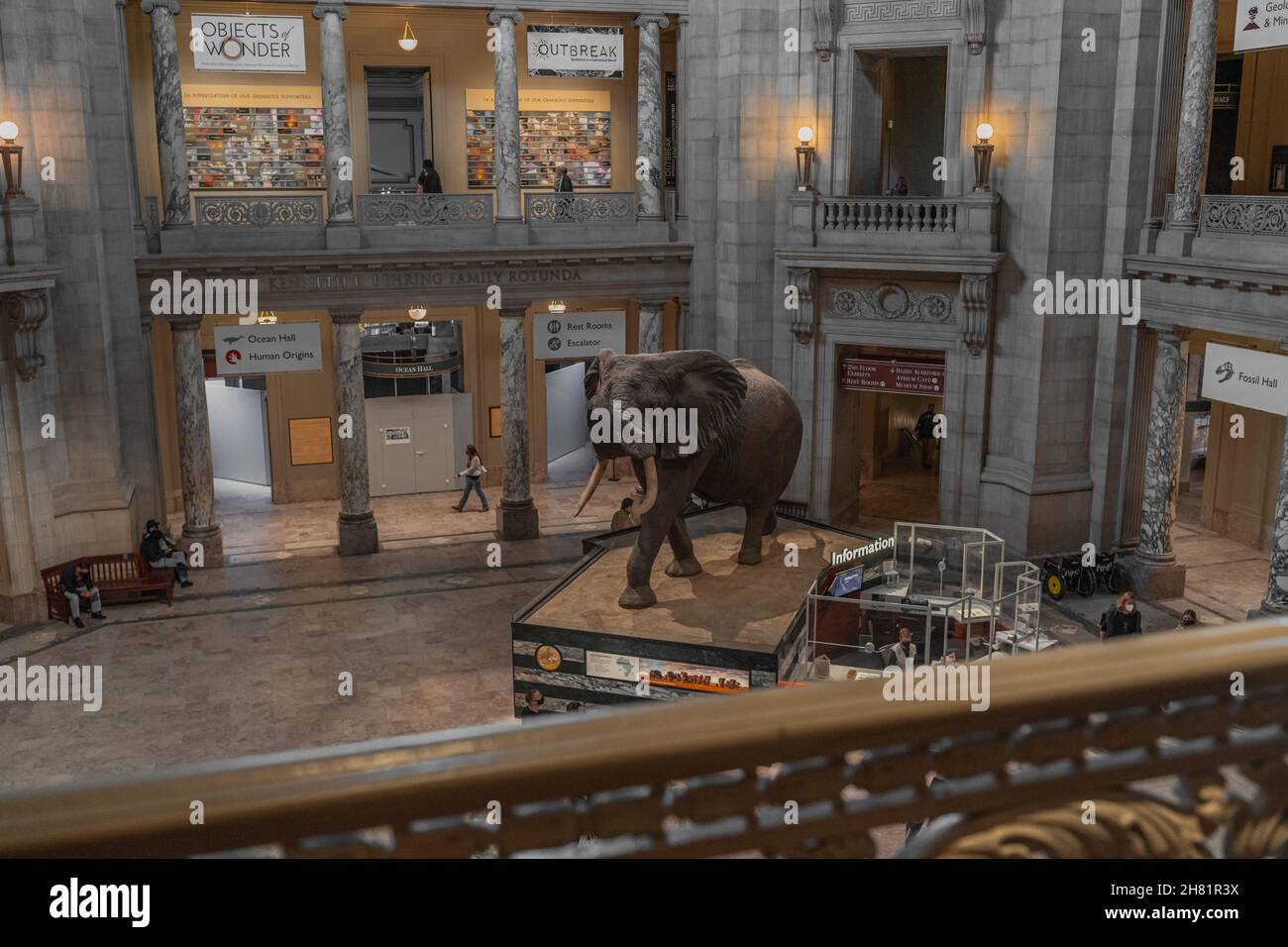 Elephant replica mount in Smithsonian Stock Photo - Alamy