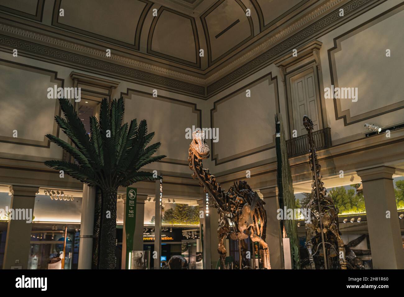 Long Neck Dinosaur Fossil Exhibit in Smithsonian Stock Photo - Alamy