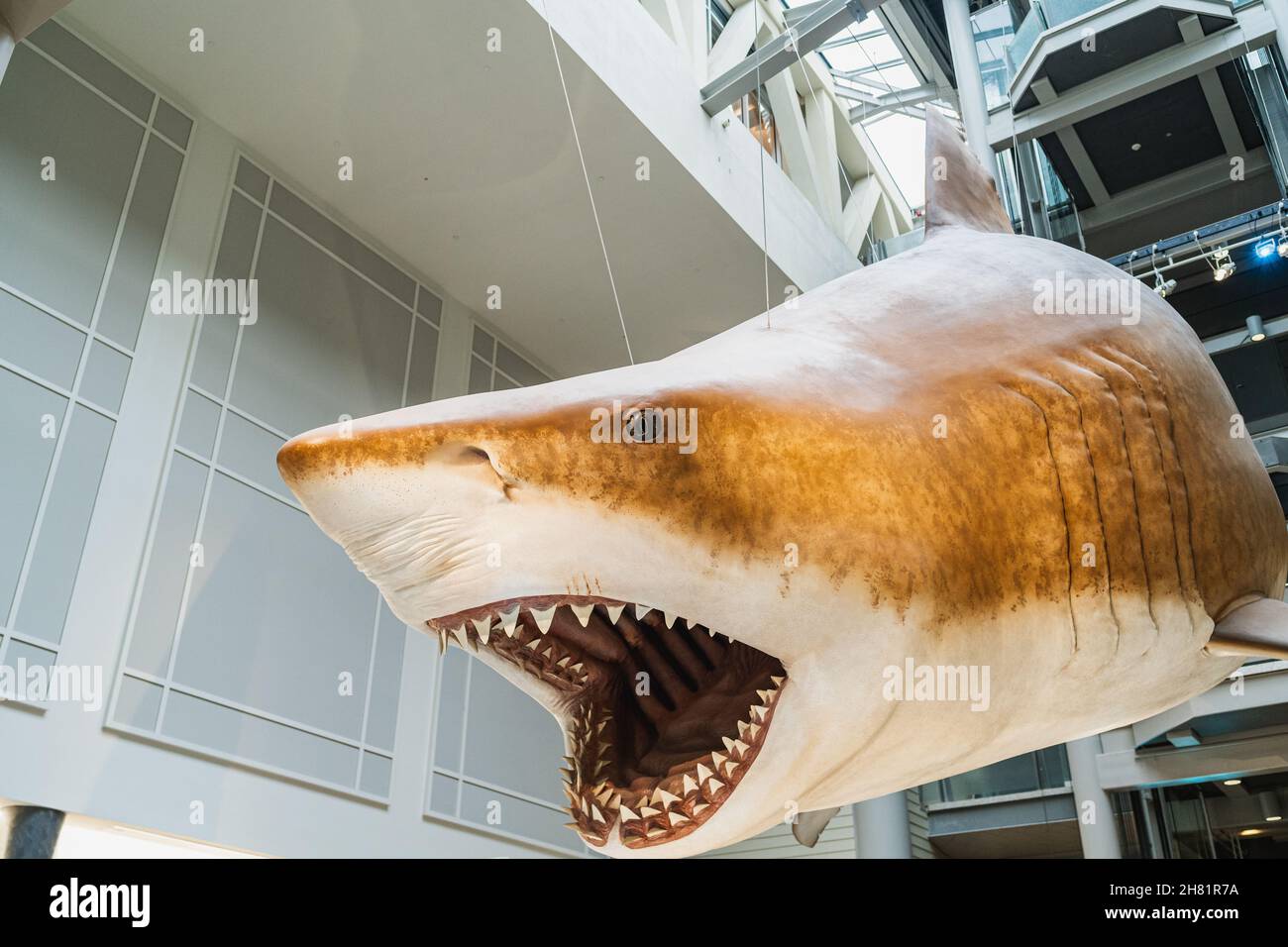 Megalodon Shark replica mount in Smithsonian Stock Photo - Alamy