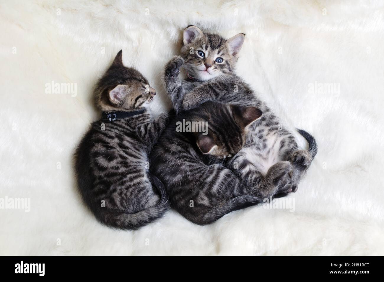 Three Kittens Cuddling