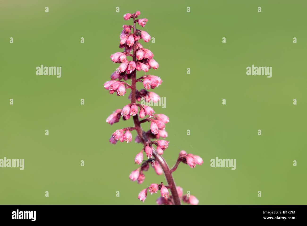 Jill of the rocks hi-res stock photography and images - Alamy