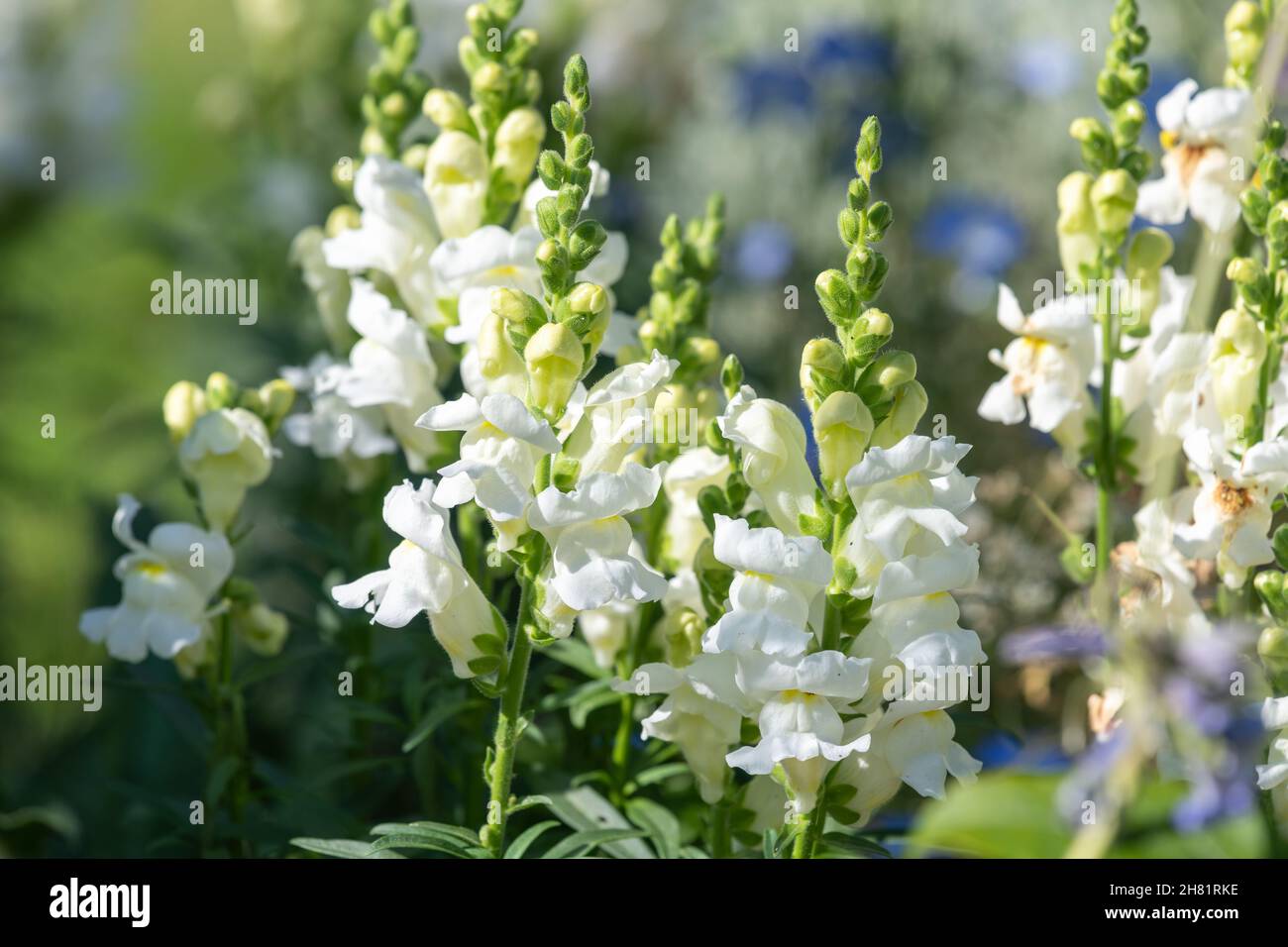 Close up of white snapdragon (antirrhinum) flowers in bloom Stock Photo ...