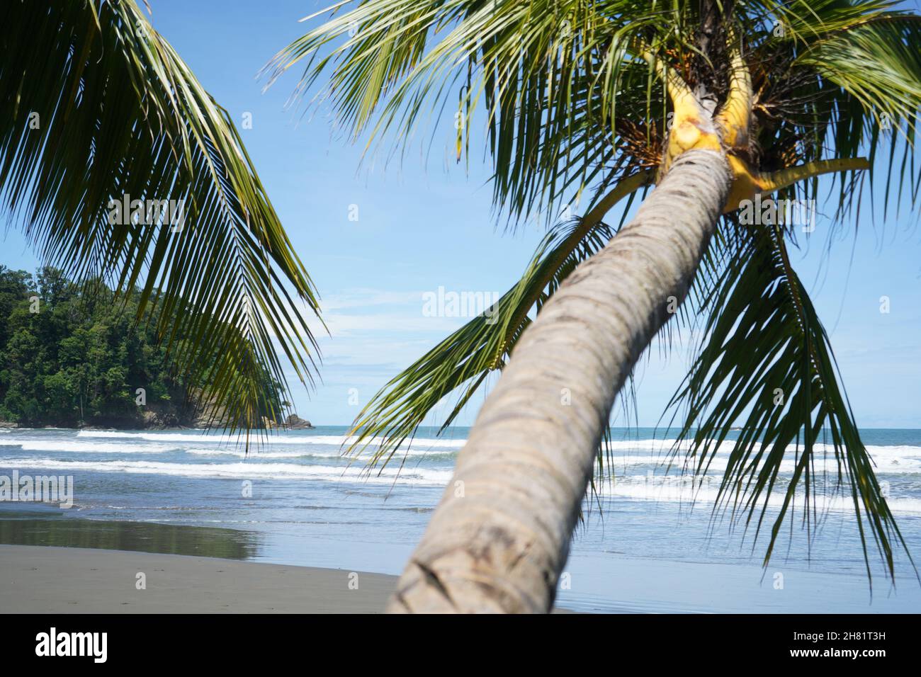 Palm Trees of Manuel Antonio National Park in Costa Rica Stock Photo ...