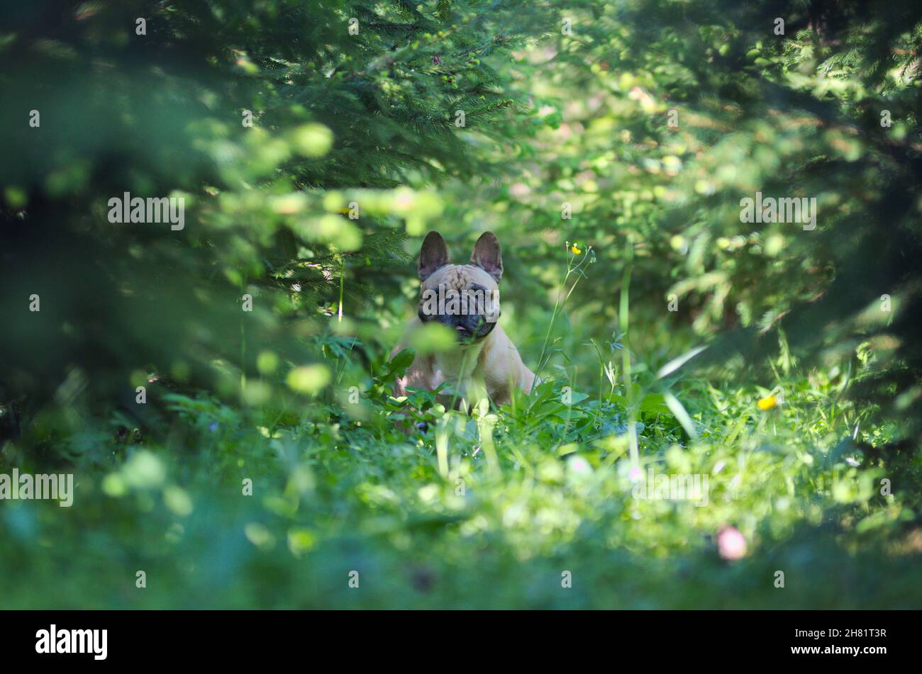 Face hidden dog hi-res stock photography and images - Alamy
