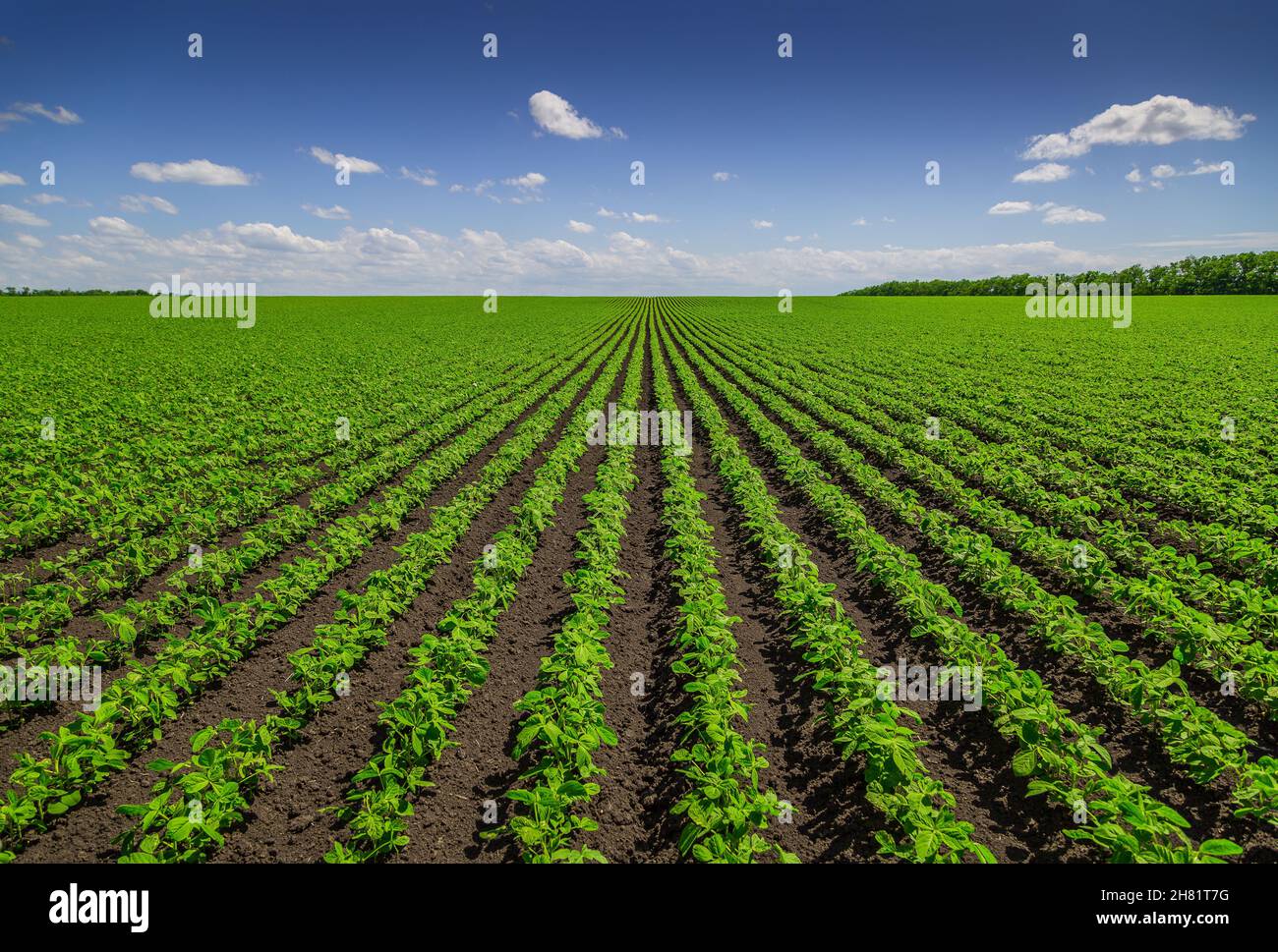 Soybean field ripening at spring season, agricultural landscape Stock ...