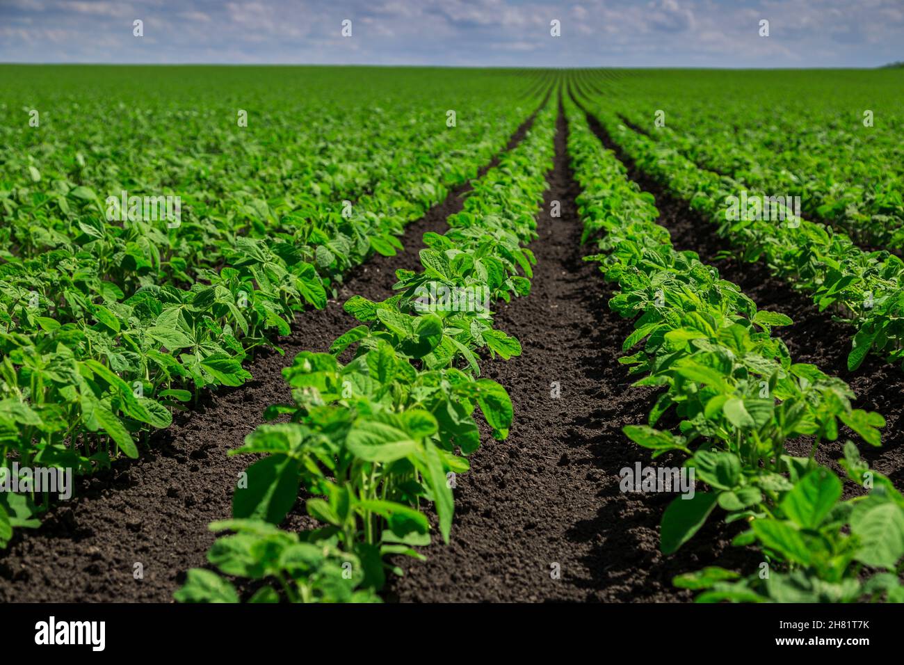 Soybean field ripening at spring season, agricultural landscape Stock ...