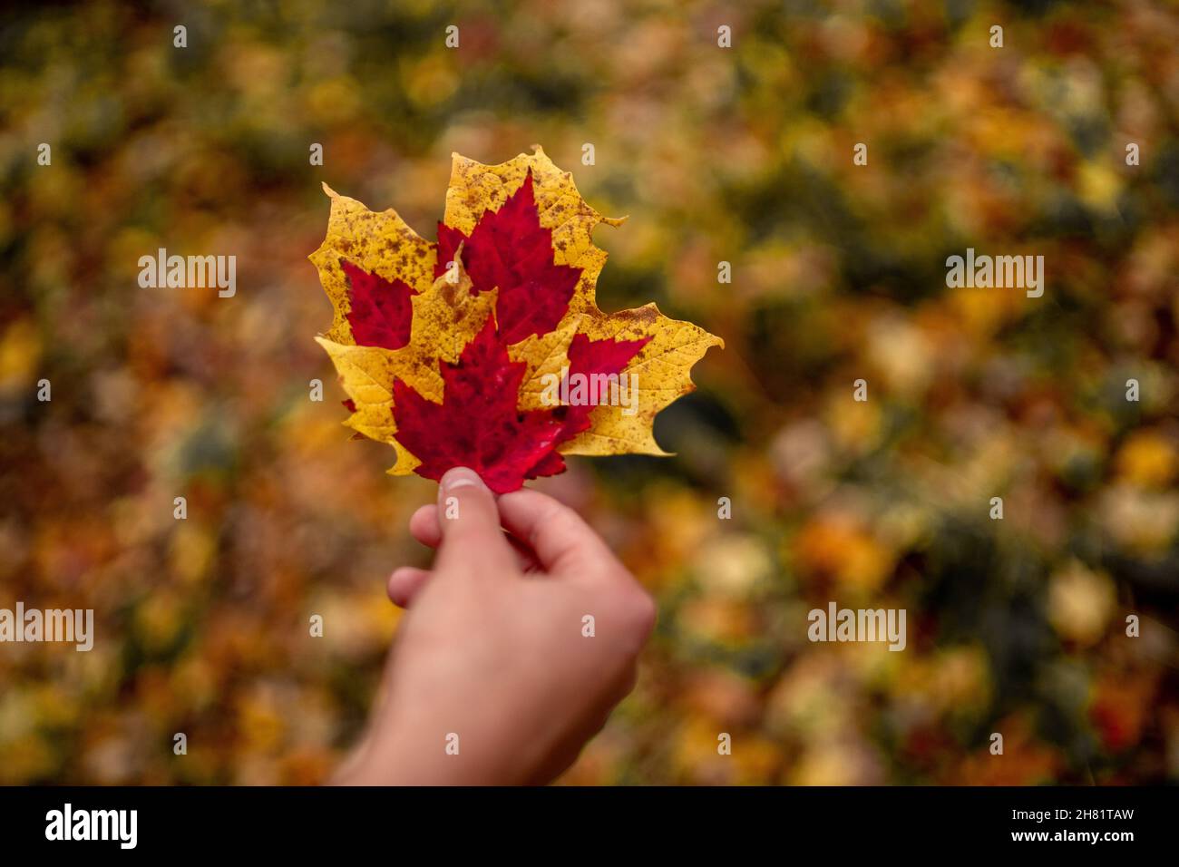 Northern wisconsin fall colors hi-res stock photography and images - Alamy