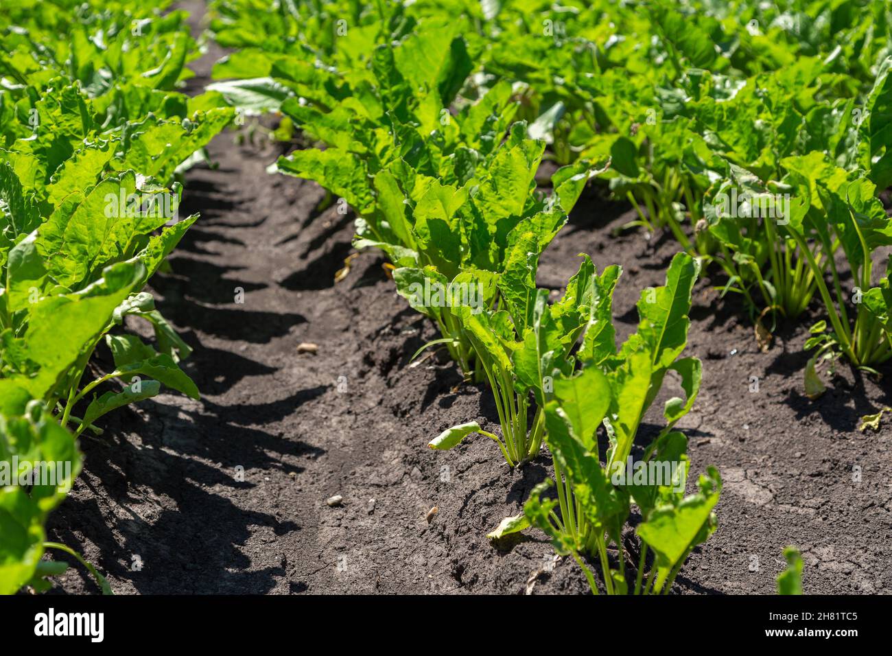 Close-up of young sugar beet plants in converging long rows ...