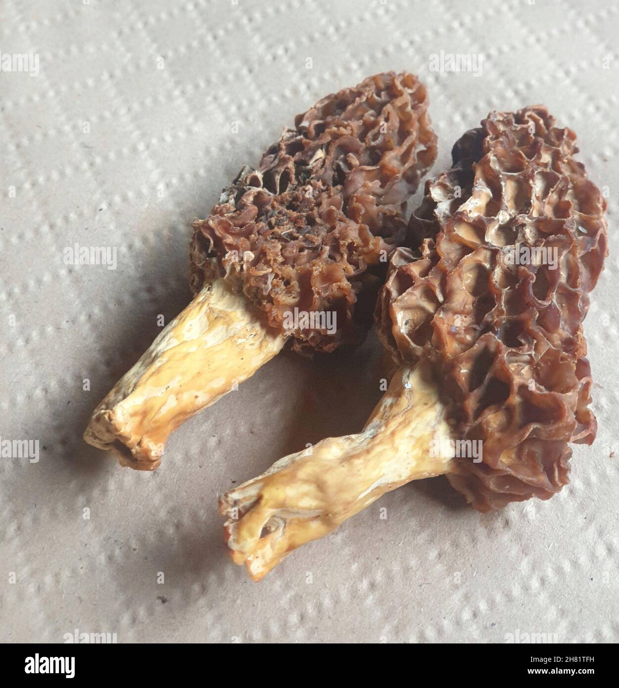 Morchella species hi-res stock photography and images - Alamy