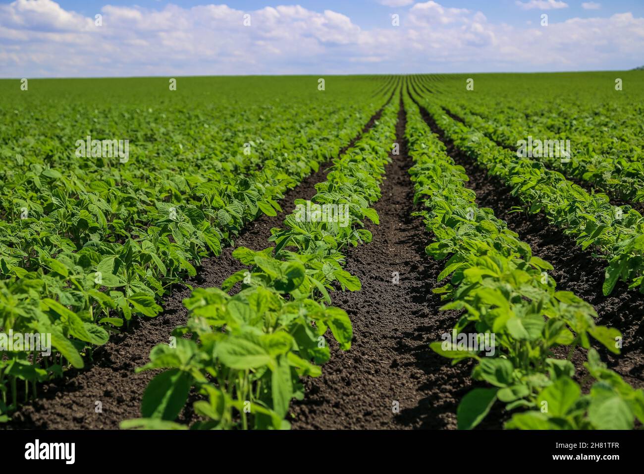 Soybean field ripening spring hi-res stock photography and images - Alamy