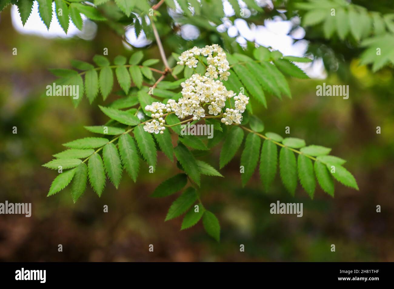 Mountain ash tree flowers hi-res stock photography and images - Alamy