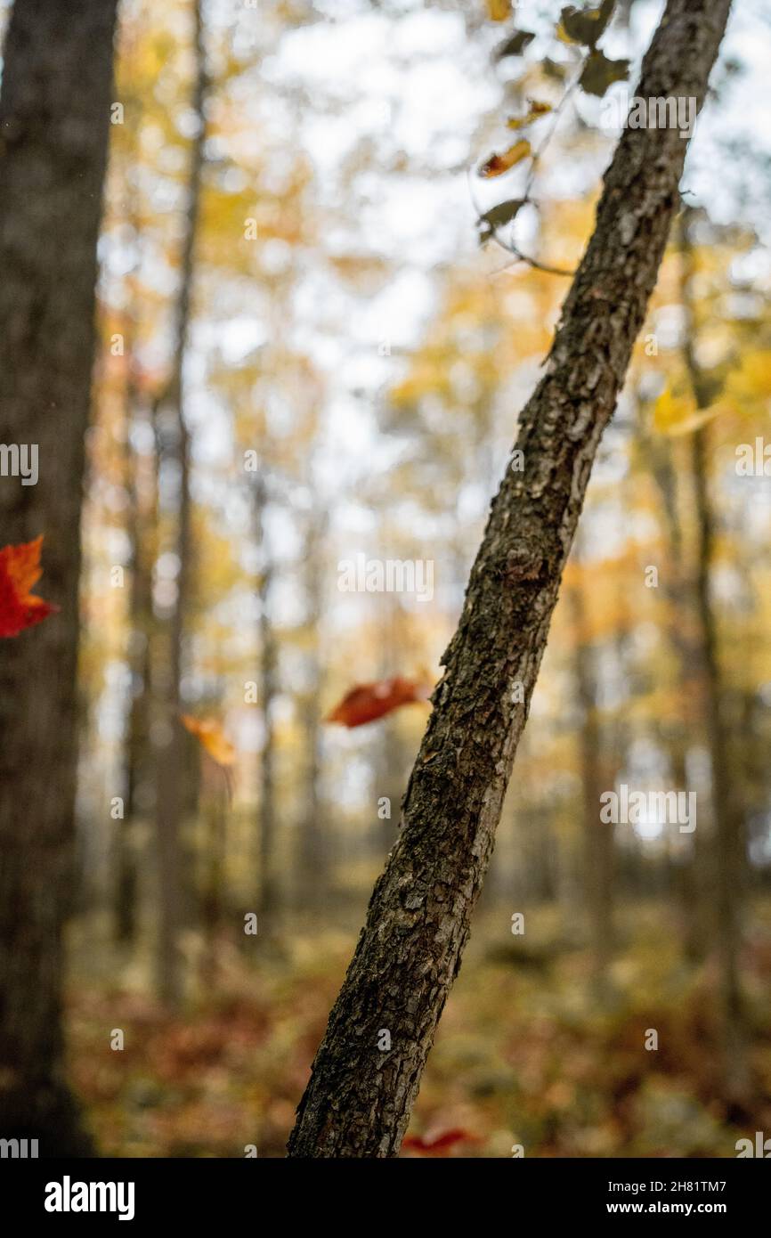 Northern Wisconsin Midwest Fall Colors Stock Photo - Alamy