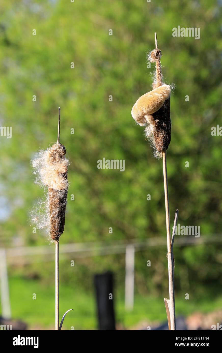 Bulrush, Bullrush, Reedmace or Reed Mace (Typha latifolia) seed heads ...