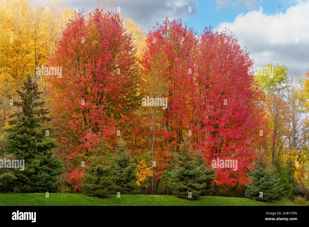 Autumn forest with colorful trees and the blue sky in the background ...