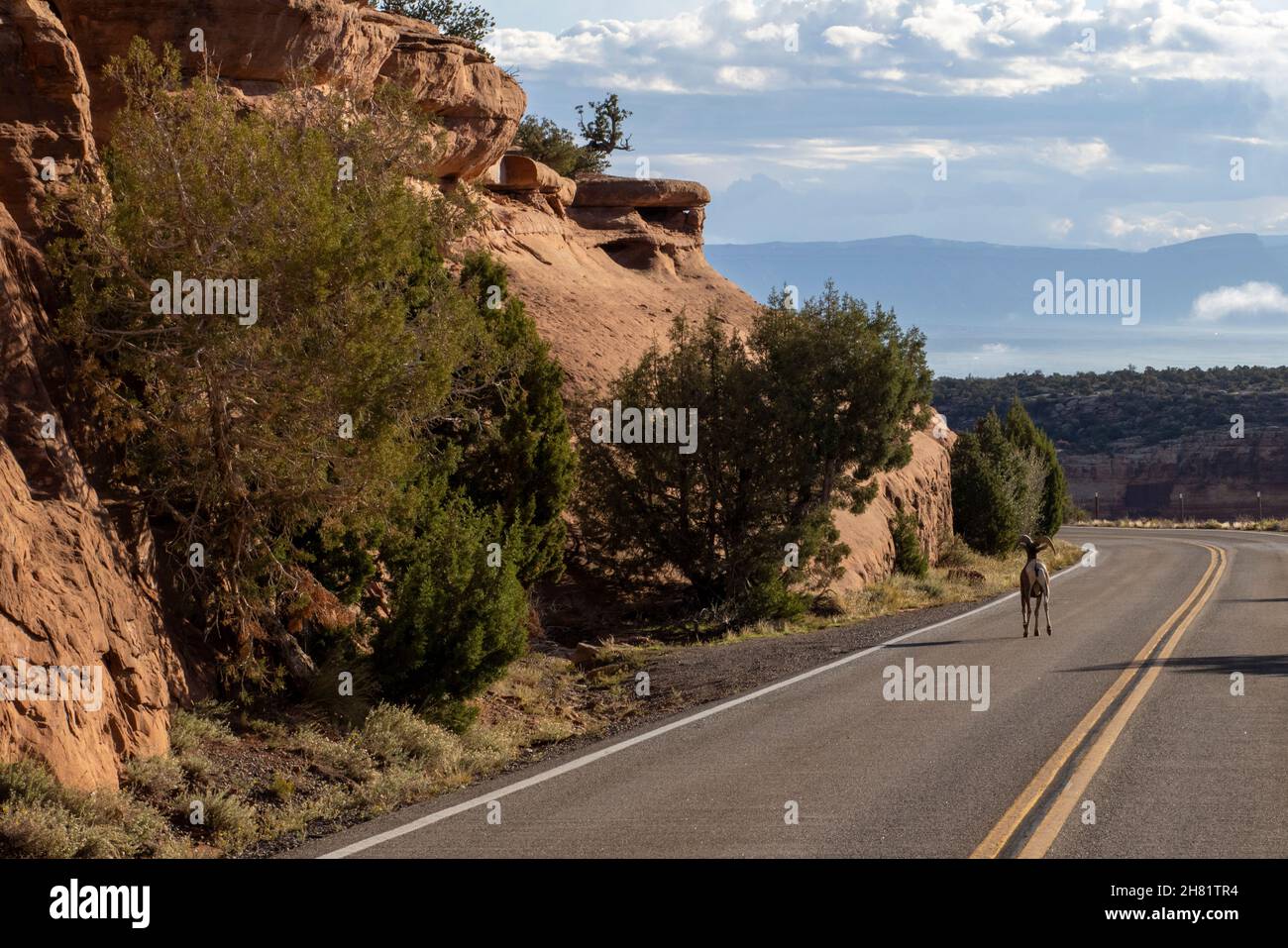 Desert Bighorn Sheep at Colorado National Monument near Grand Junction ...