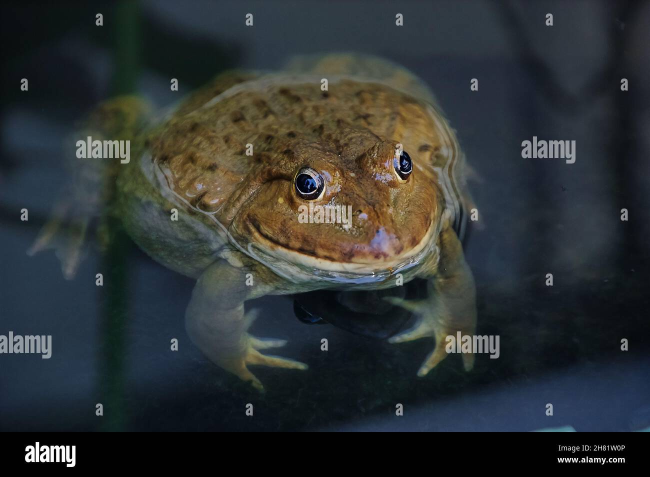 Close up look frog hi-res stock photography and images - Alamy