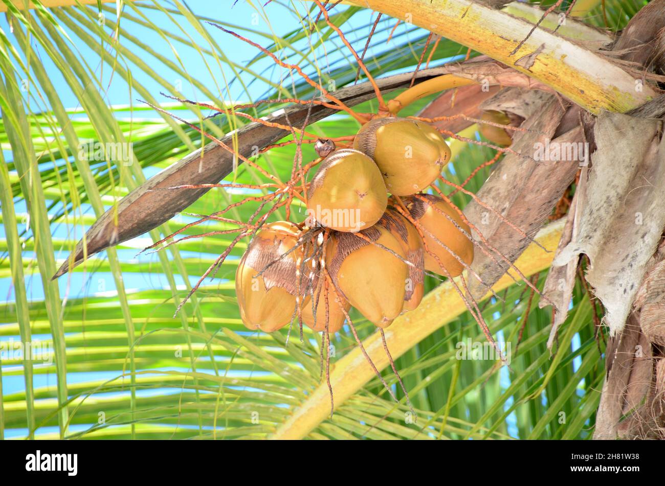 Coconuts on palmtree hi-res stock photography and images - Alamy