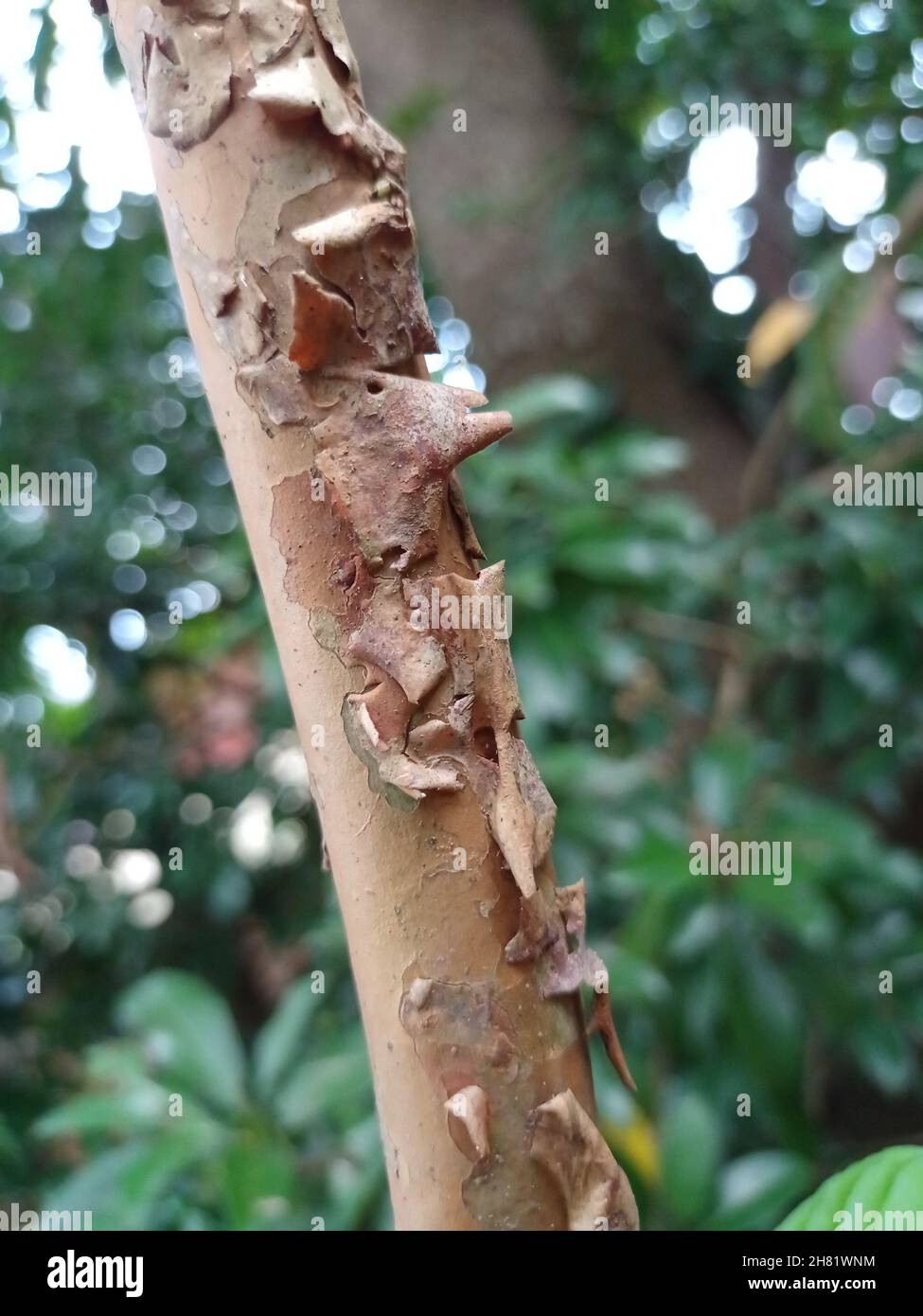 Wallpaper coming off hi-res stock photography and images - Alamy
