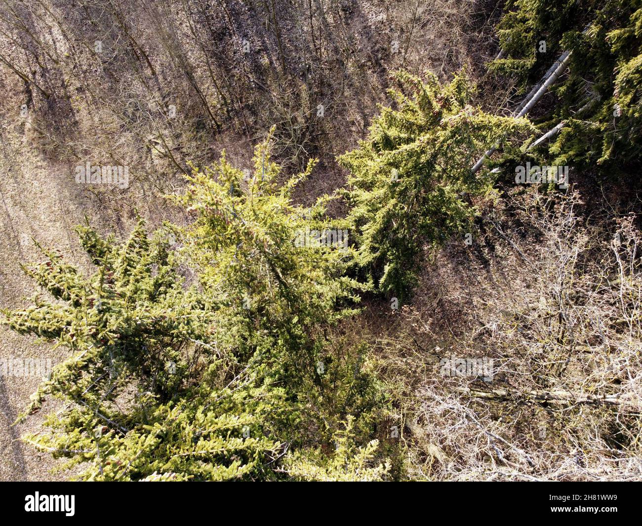 Aerial view of coniferous trees in the land field Stock Photo - Alamy