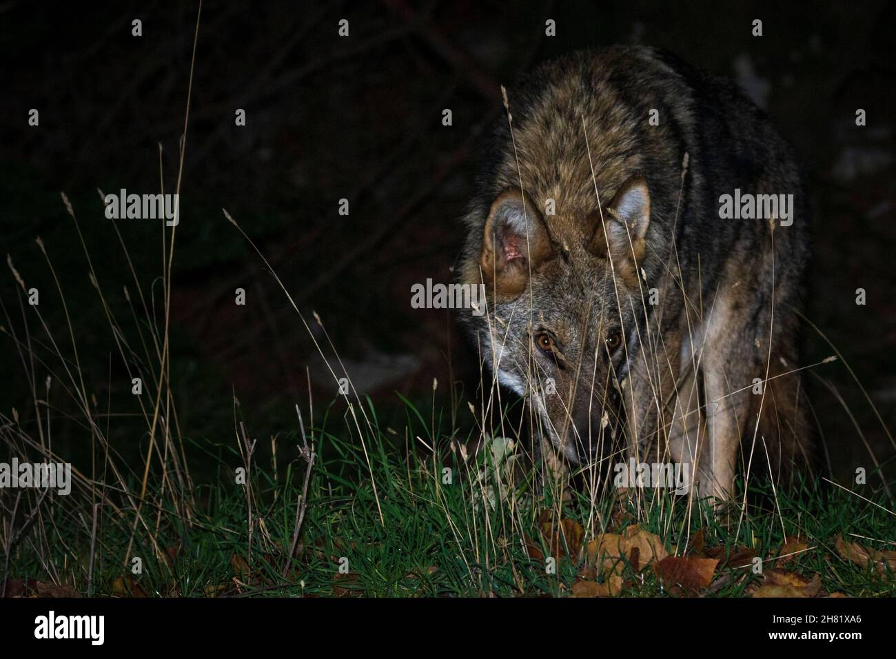 Grey wolf - Canis lupus free on the Greek mountain Parnitha walking at ...
