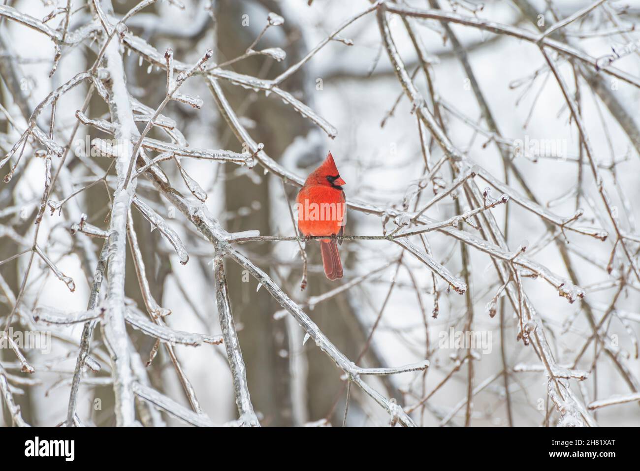 Male Northern Cardinal (Cardinalis cardinalis) perched on a snowy tree ...