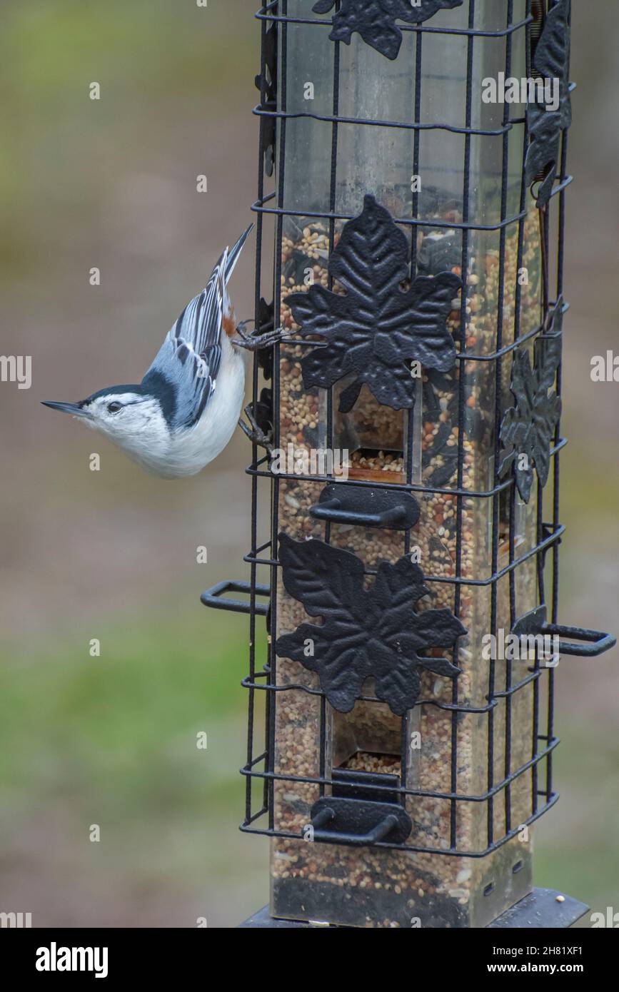 A nuthatch on a bird feeder hi-res stock photography and images - Alamy