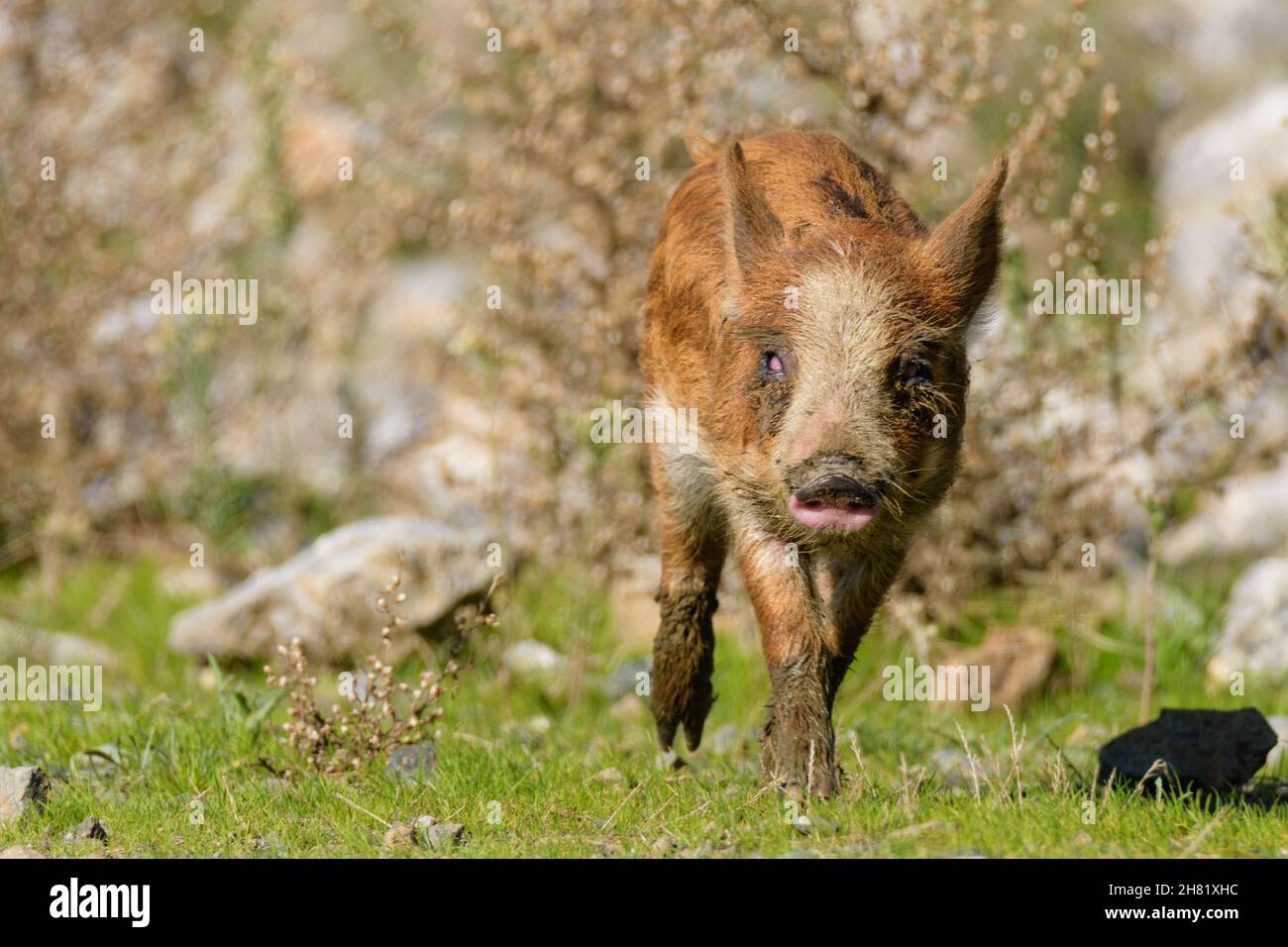 small wild boars on nature free like a family walking and eating Stock ...