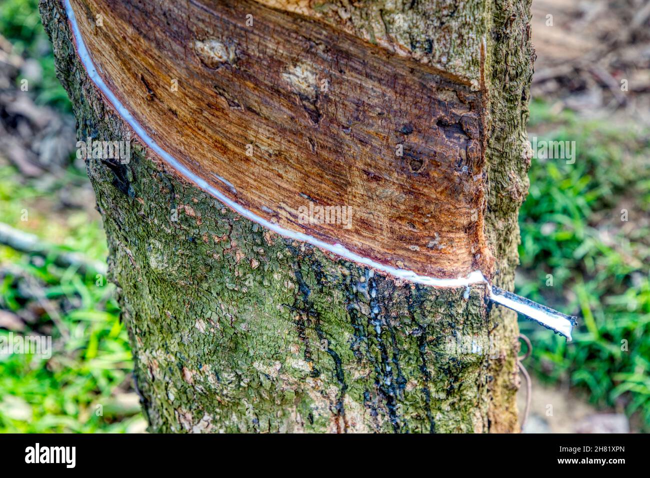 Indian rubber fig ficus elastica hi-res stock photography and images ...