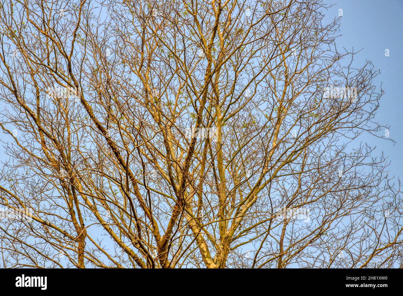 Tree Branch without leaves, autumn,winter. With sky background Stock Photo - Alamy
