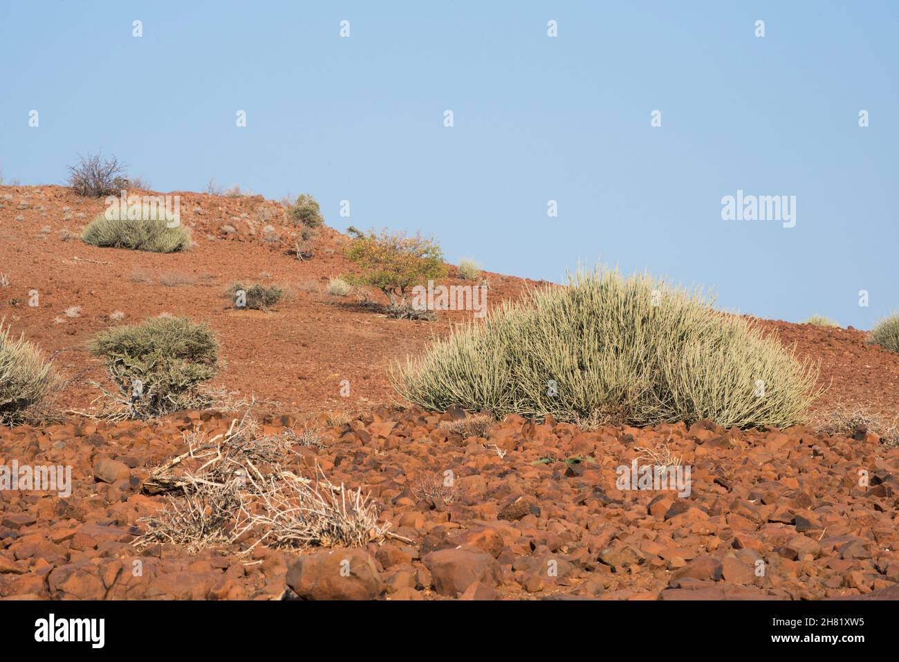 Arid landscape in Damaraland, Namibia. Red soil with green bushes ...