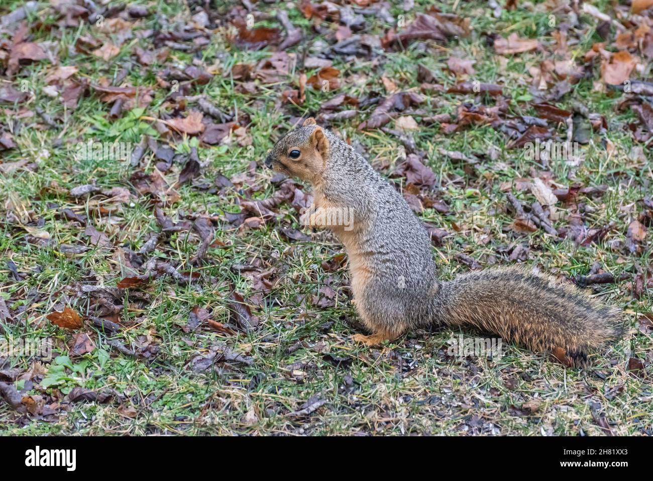 Fox tail squirrel hi-res stock photography and images - Alamy